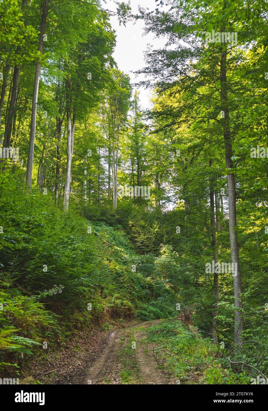 Tall beech trees in hi-res stock photography and images - Alamy