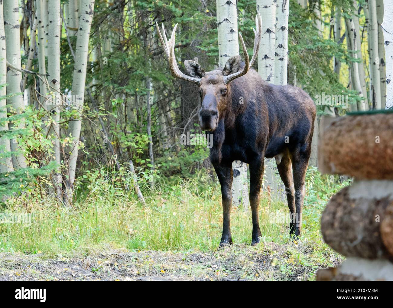 Bull moose in rut Stock Photo - Alamy