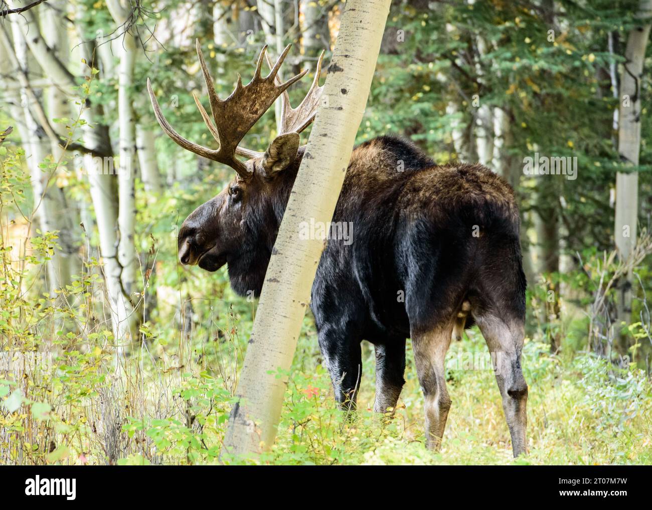 Bull moose in rut Stock Photo - Alamy