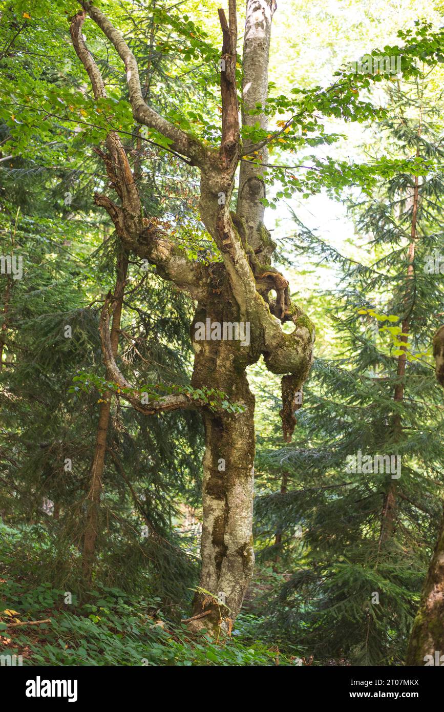 Old mountain beech tree hi-res stock photography and images - Alamy