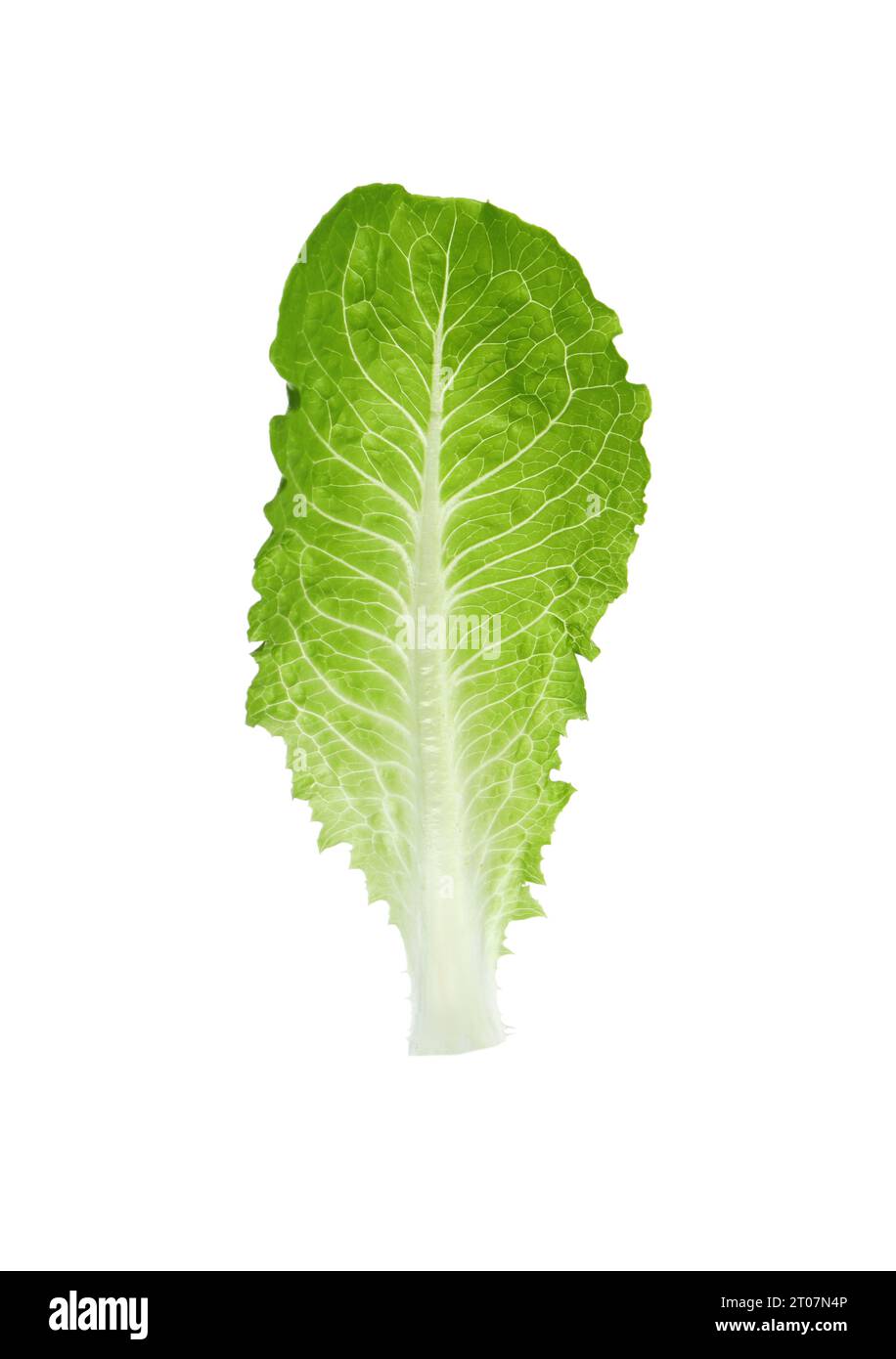 Fresh leaf of green romaine lettuce isolated on white Stock Photo - Alamy
