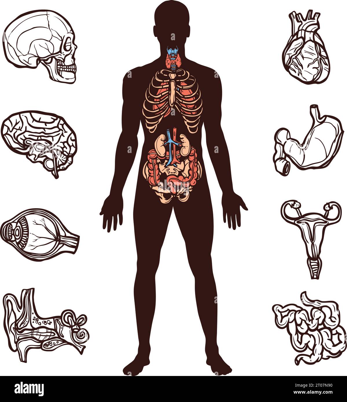 Anatomy set with sketch internal organs and human figure isolated ...