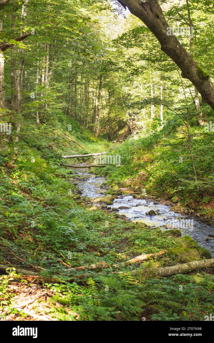 Clean mountain river flows through untouched forest at summer day Stock ...