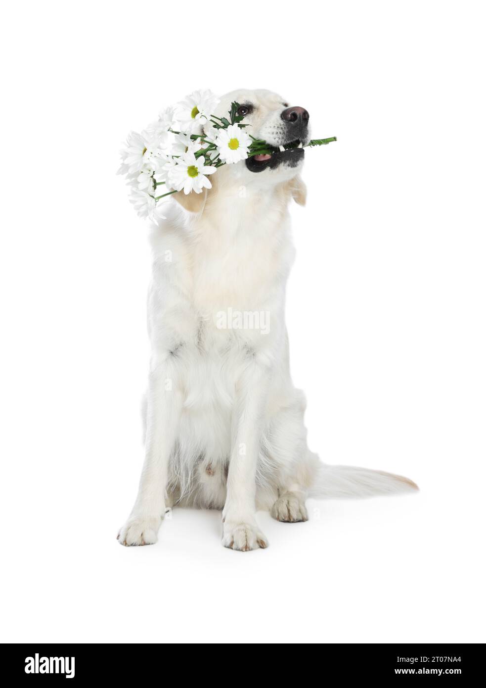 Cute Labrador Retriever with beautiful daisy flowers on white ...