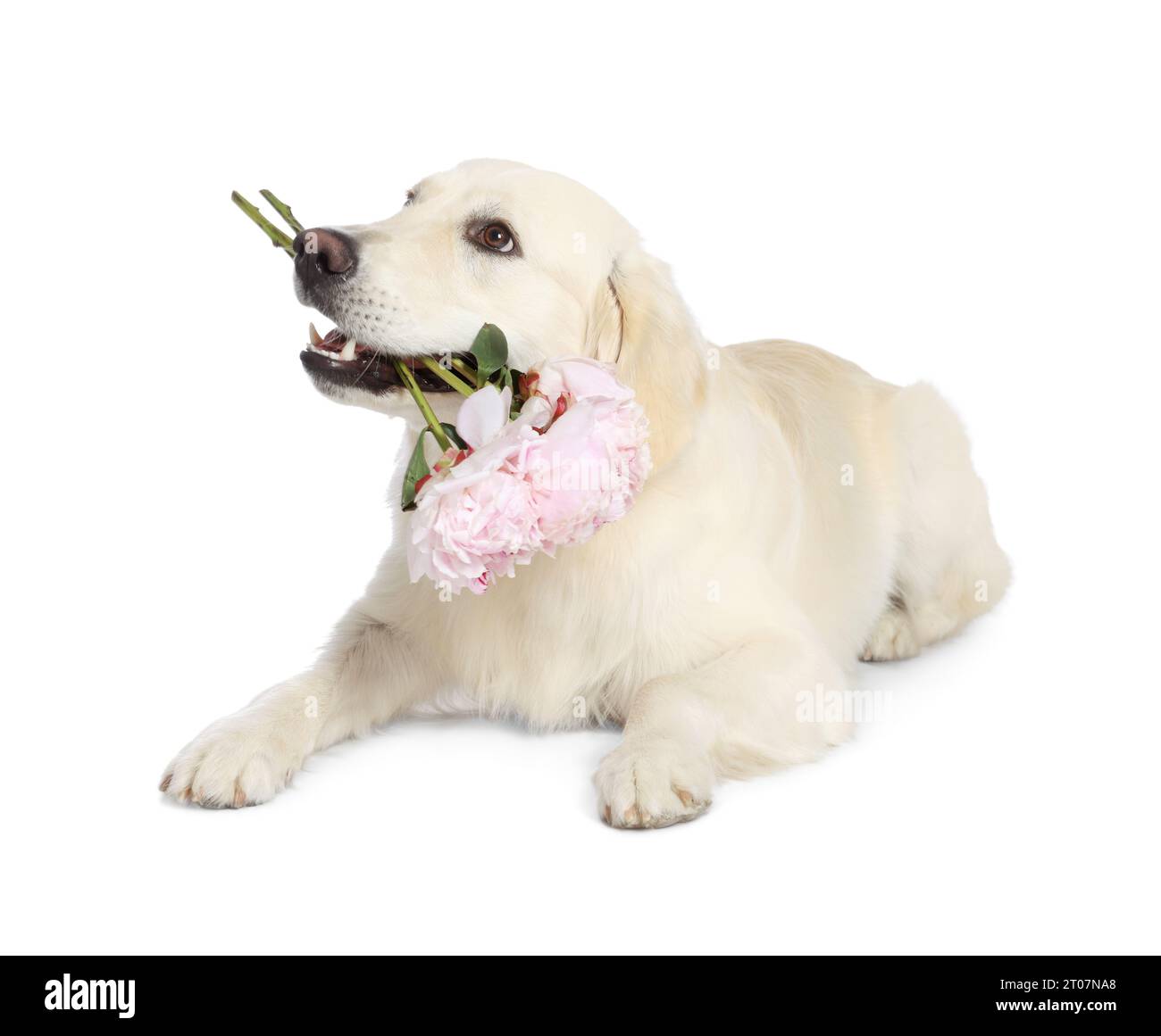 Cute Labrador Retriever with beautiful peony flowers on white ...