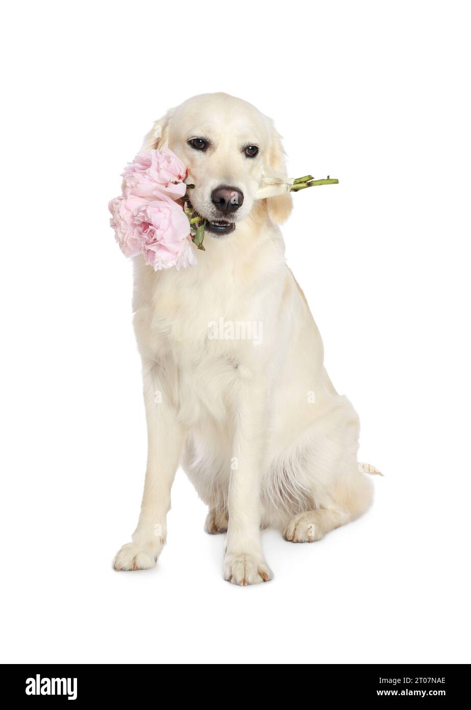 Cute Labrador Retriever with beautiful peony flowers on white ...