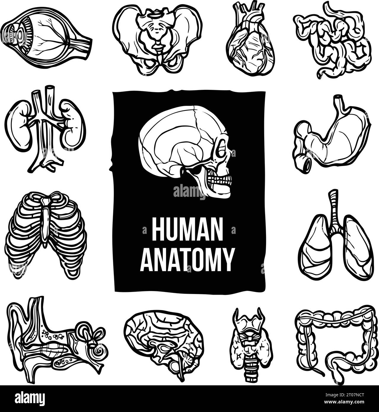 Human anatomy internal body organs sketch decorative icons set isolated ...