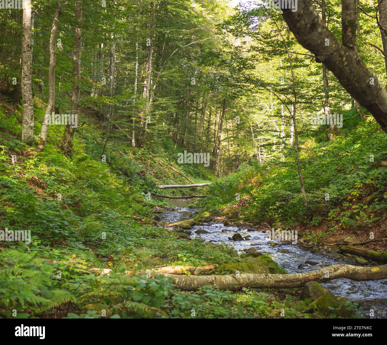 Clean mountain river flows through untouched forest at summer day Stock ...
