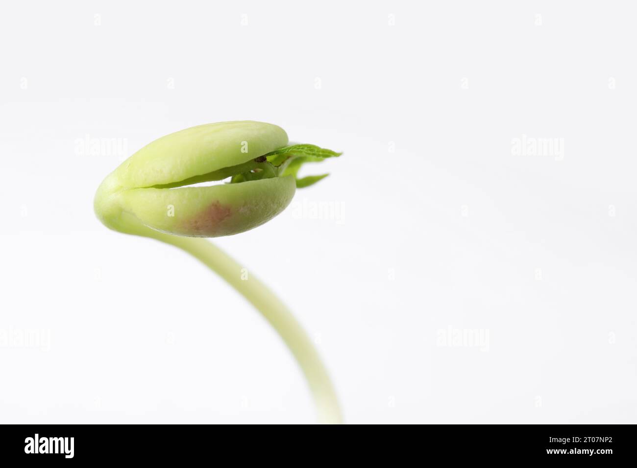 One kidney bean sprout on white background, closeup. Space for text ...