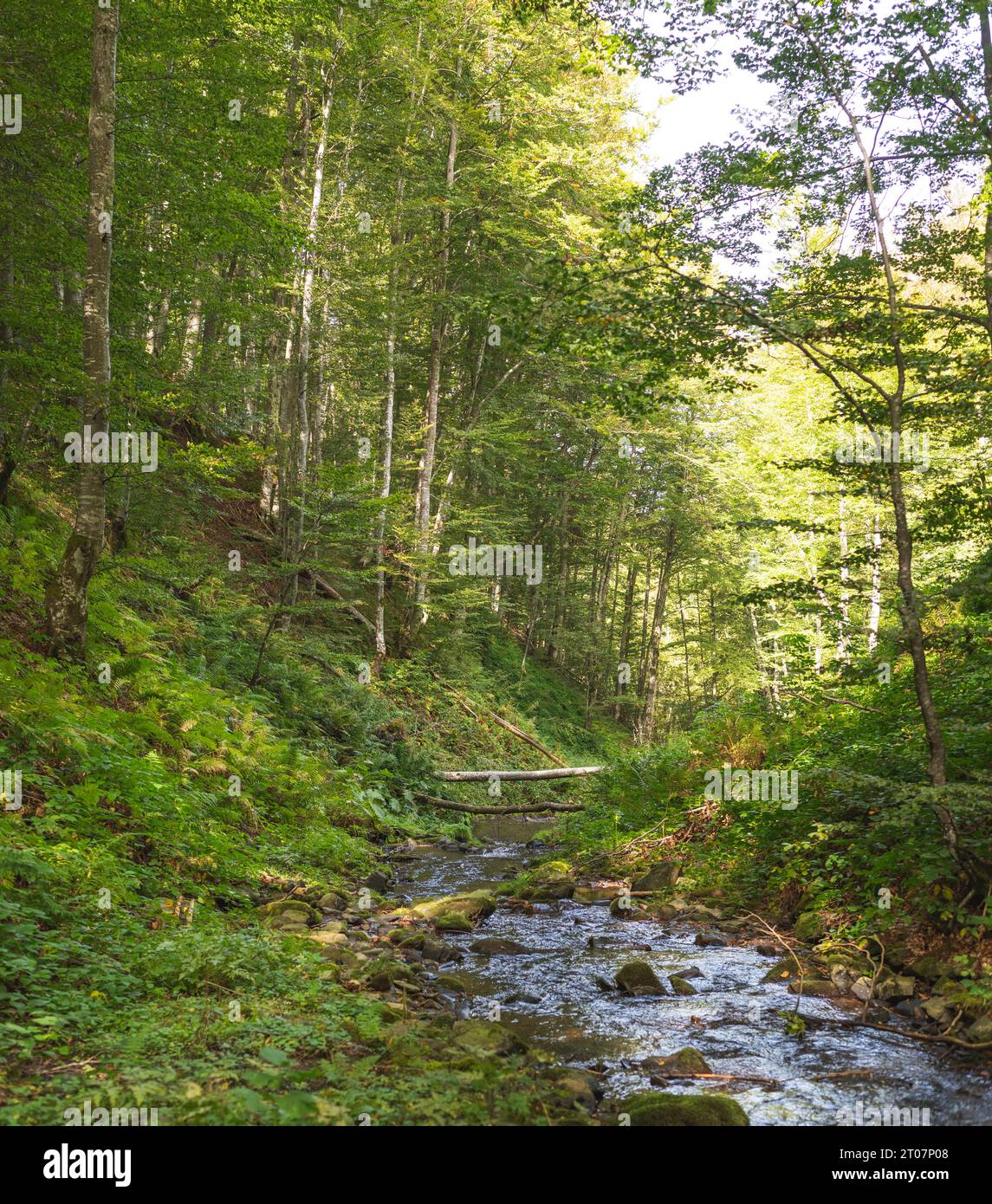 Clean mountain river flows through untouched forest at summer day Stock ...