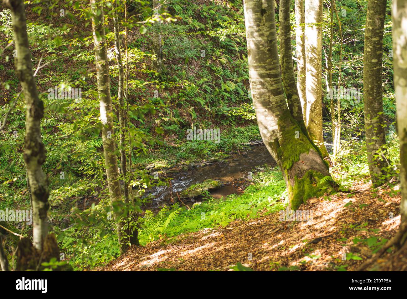 Clean mountain river flows through untouched forest at summer day Stock ...