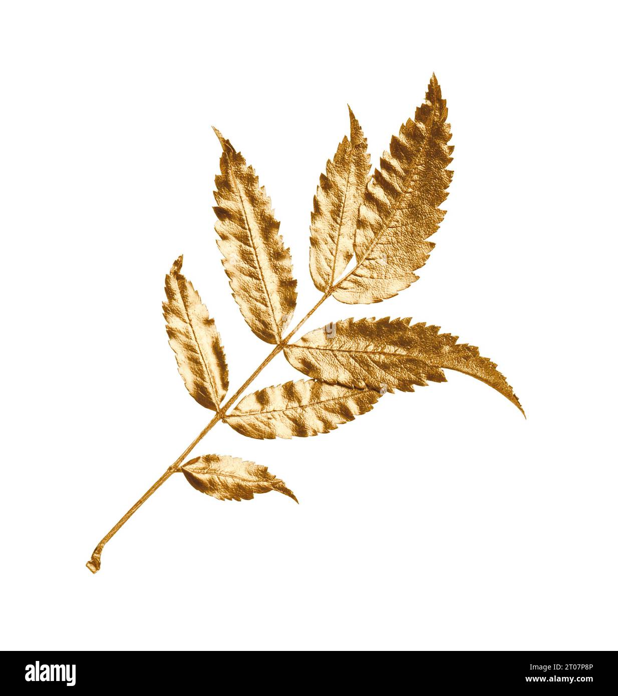 Twig of golden rowan leaves isolated on white. Autumn season Stock ...