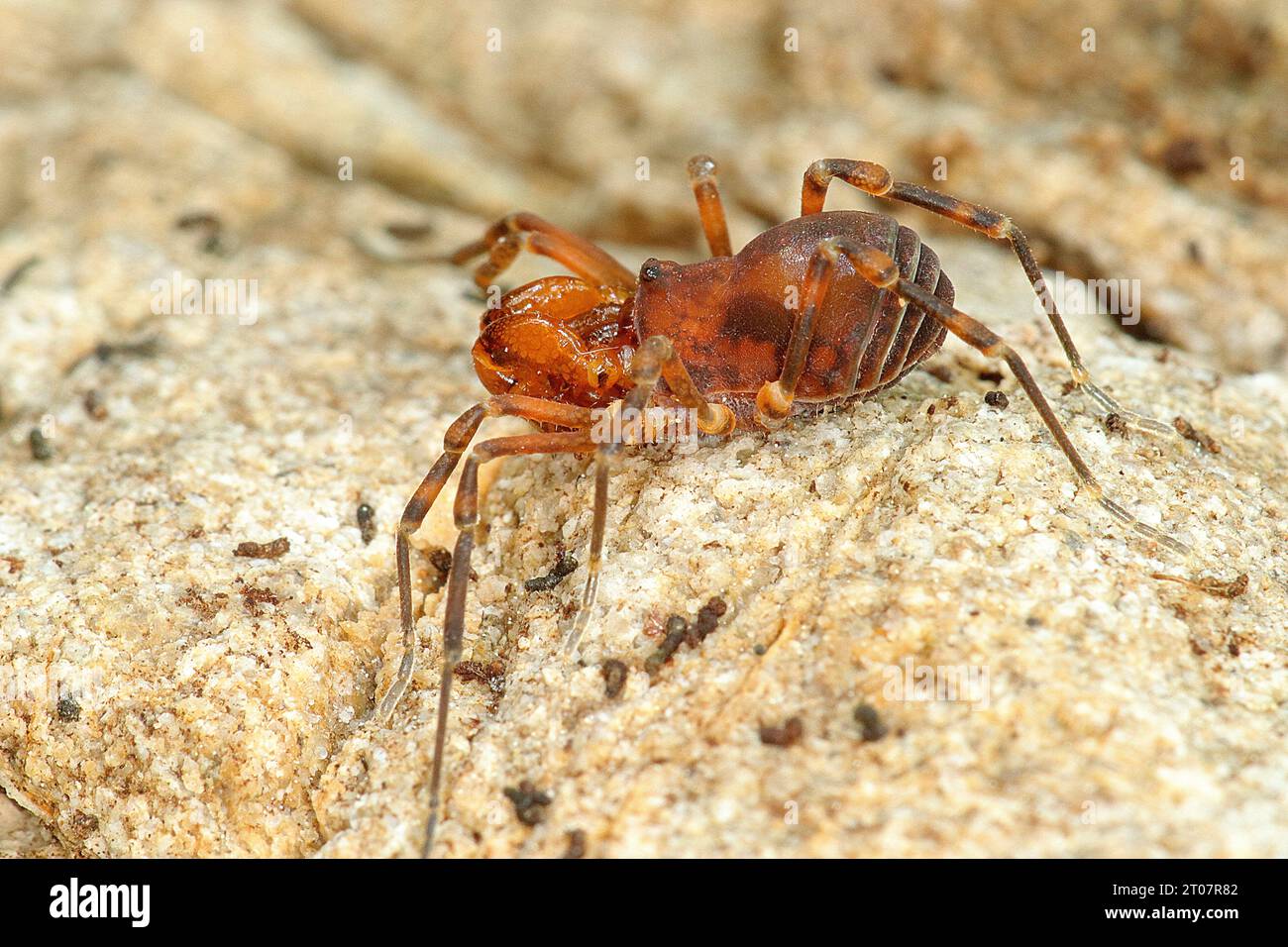 Smooth bodied harvestman (Nuncia sp Stock Photo - Alamy