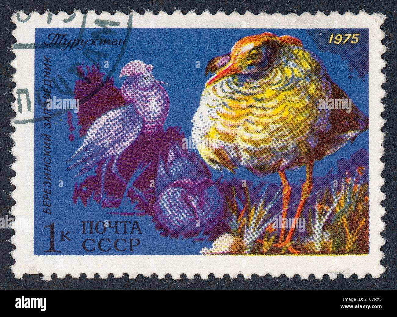 Russian bird hi-res stock photography and images - Alamy