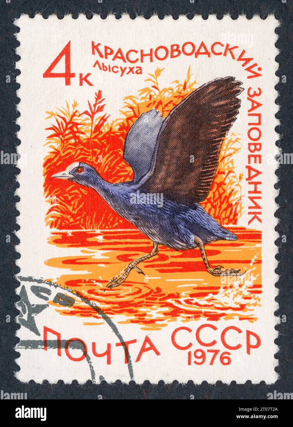 The Eurasian coot (Fulica atra), also known as the common coot, or ...