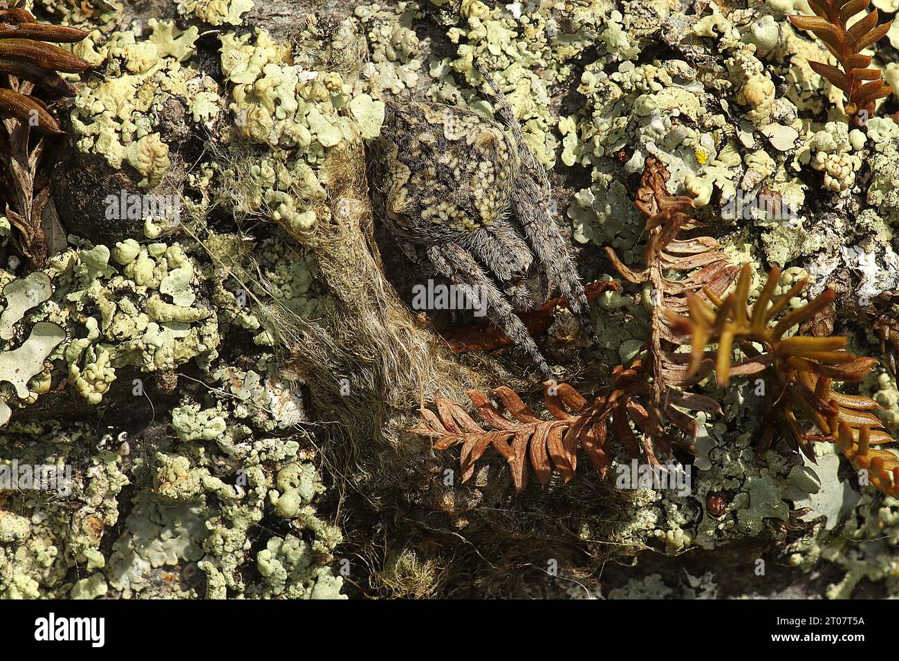 Knobbled orbweb spiders (Socca sp.) amidst lichens on nikau palm trunk ...