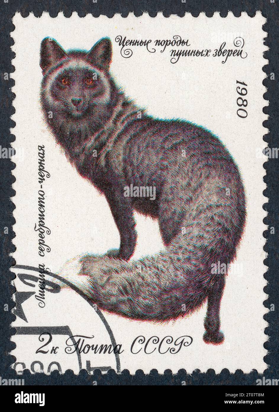 The silver fox, also called the black fox, or blue fox (Vulpes vulpes ...