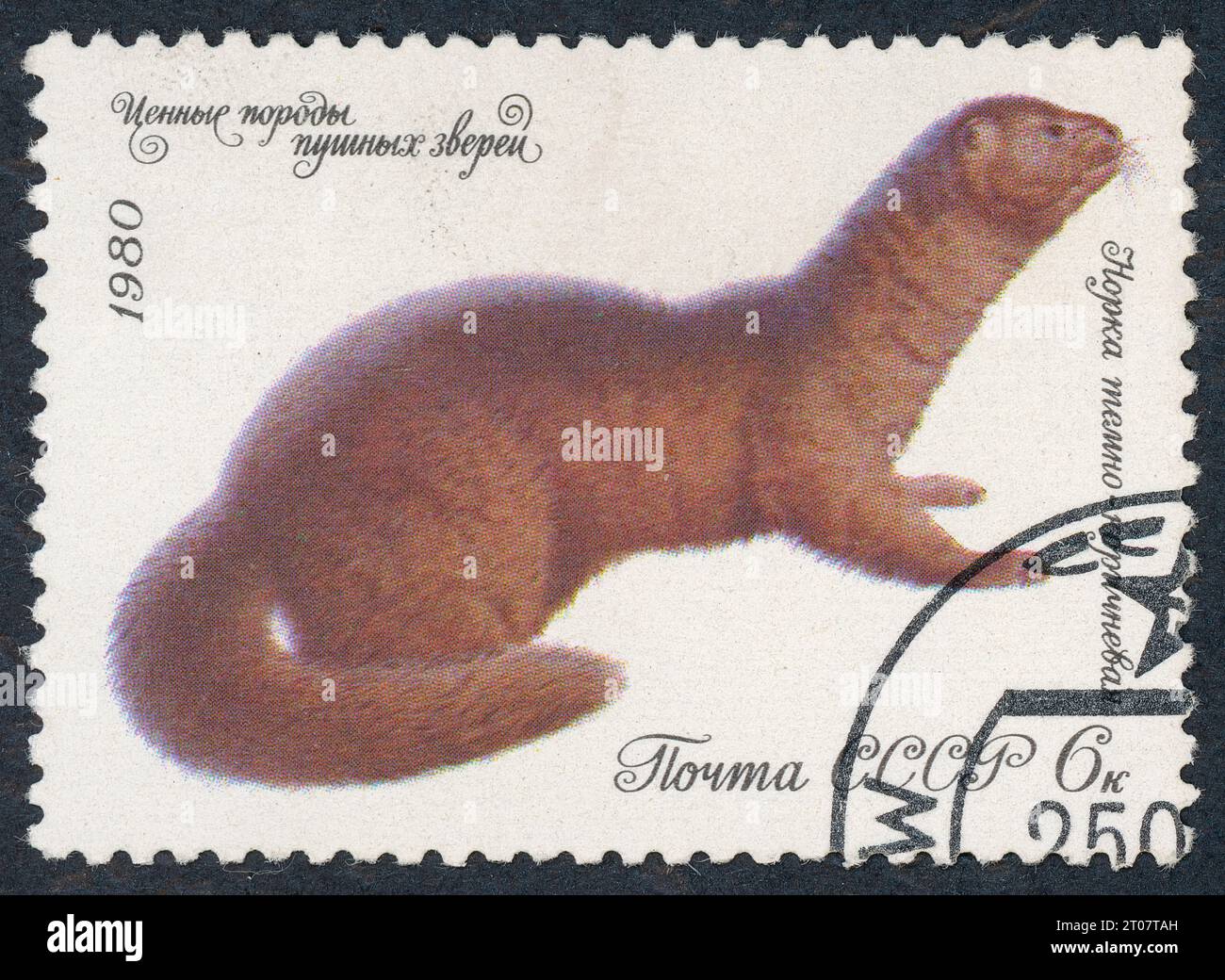 The European mink (Mustela lutreola), also known as the Russian mink ...