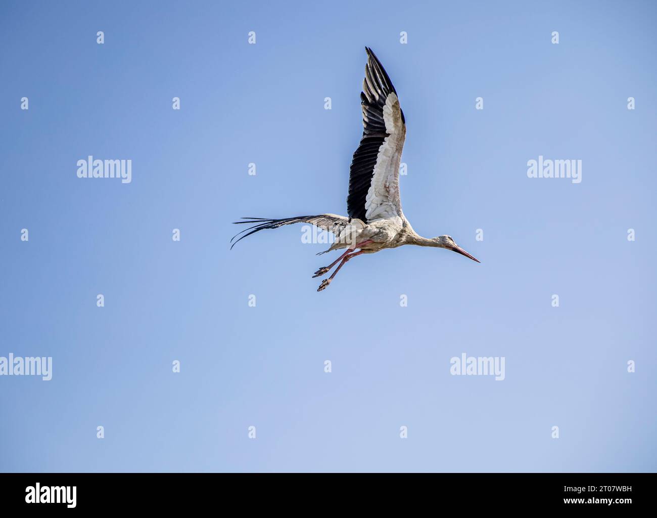 Beautiful white stork in flight with a cloudy sky background Stock ...