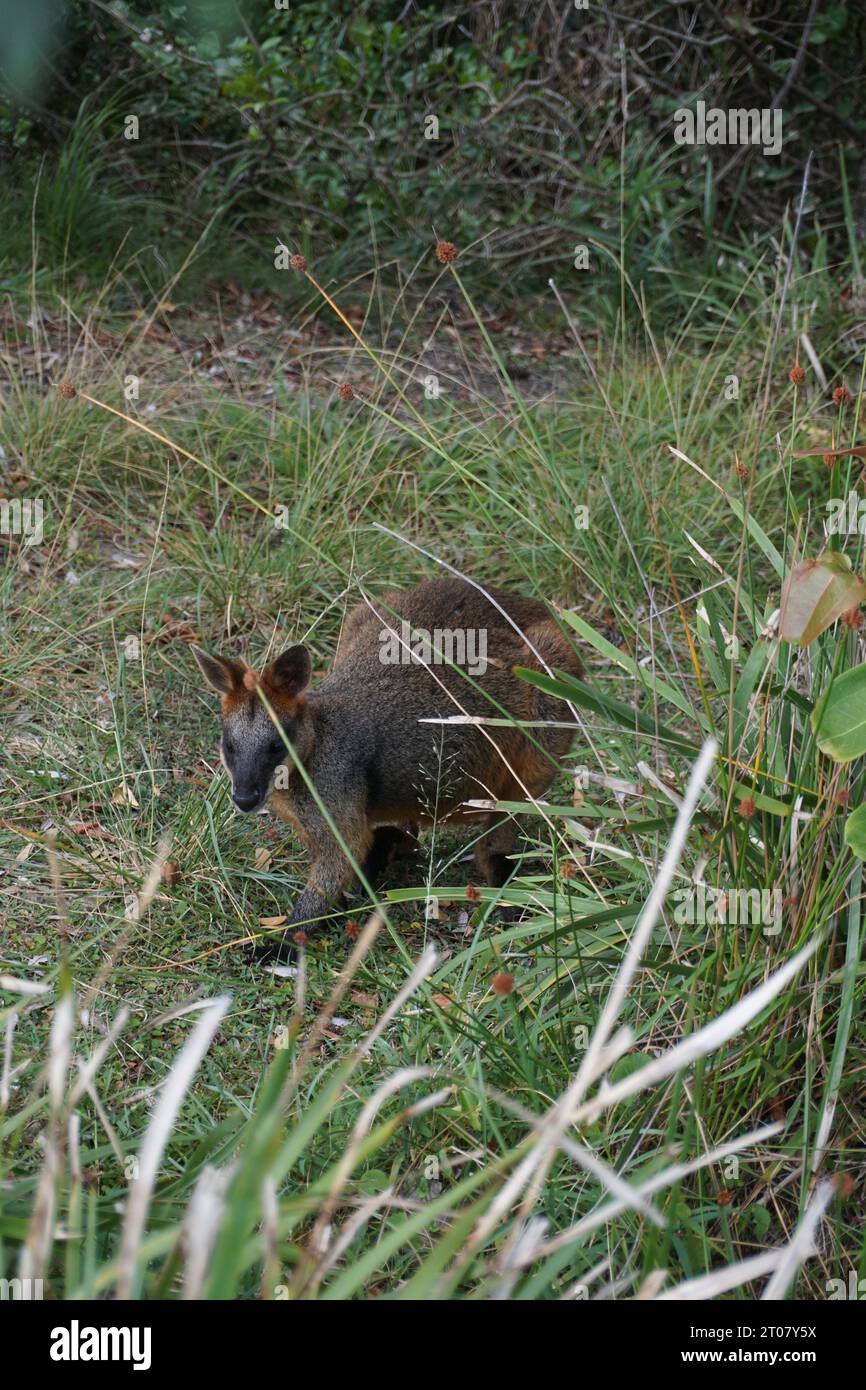 Swamp wallaby, a native australian marsupial, also known as black ...
