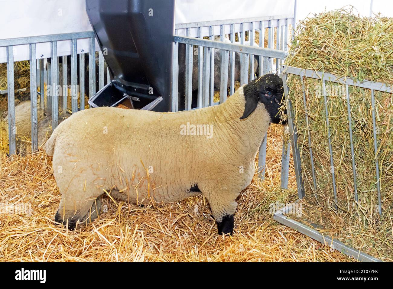 Sheep standing on a dry hay inside agricultural farm Stock Photo - Alamy