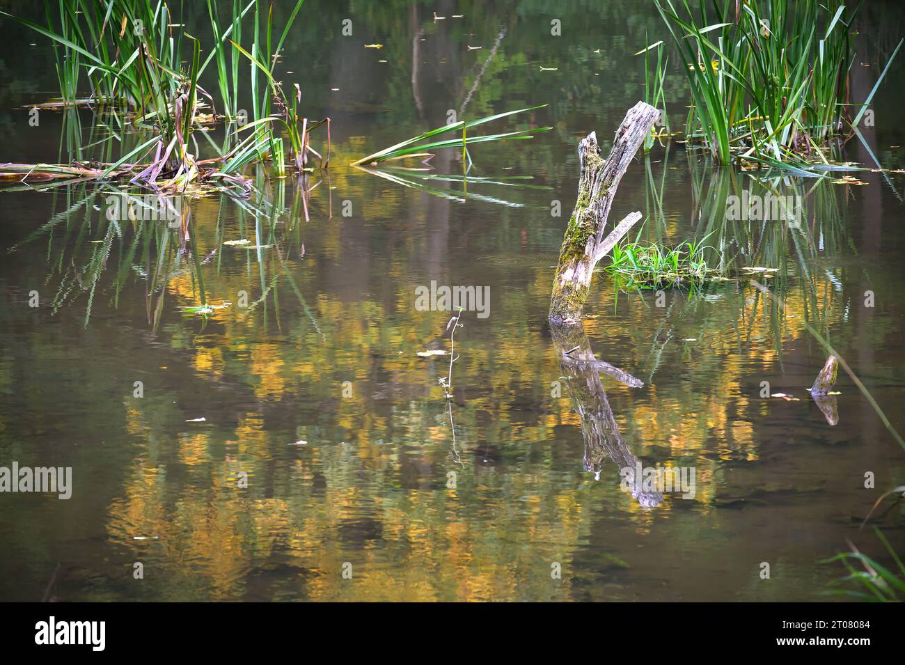 Tranquil outdoor scene featuring a tree stump emerging from a pond ...