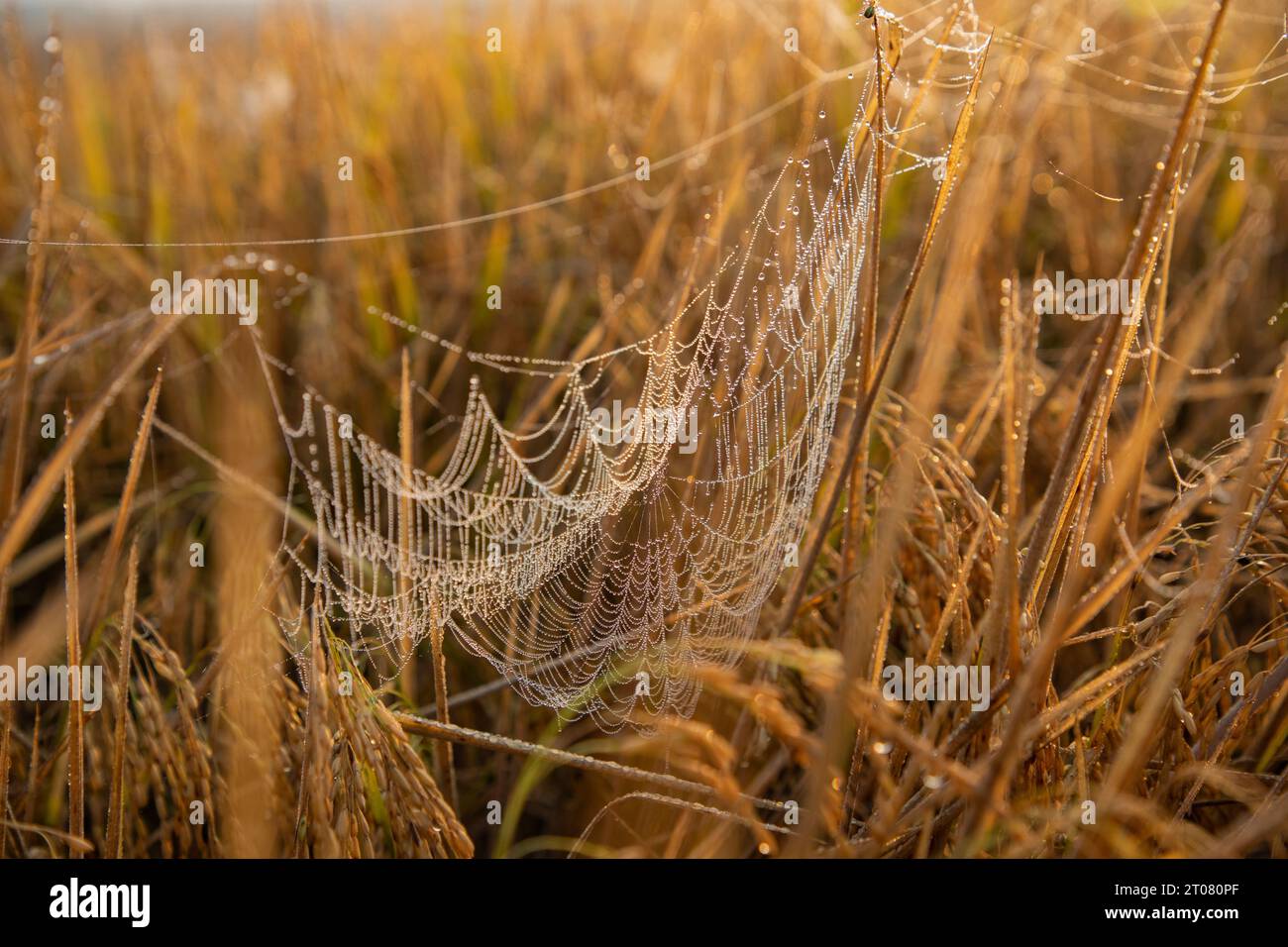 Dewdrops on the spider nets in a paddy field in winter morning. Jashore ...