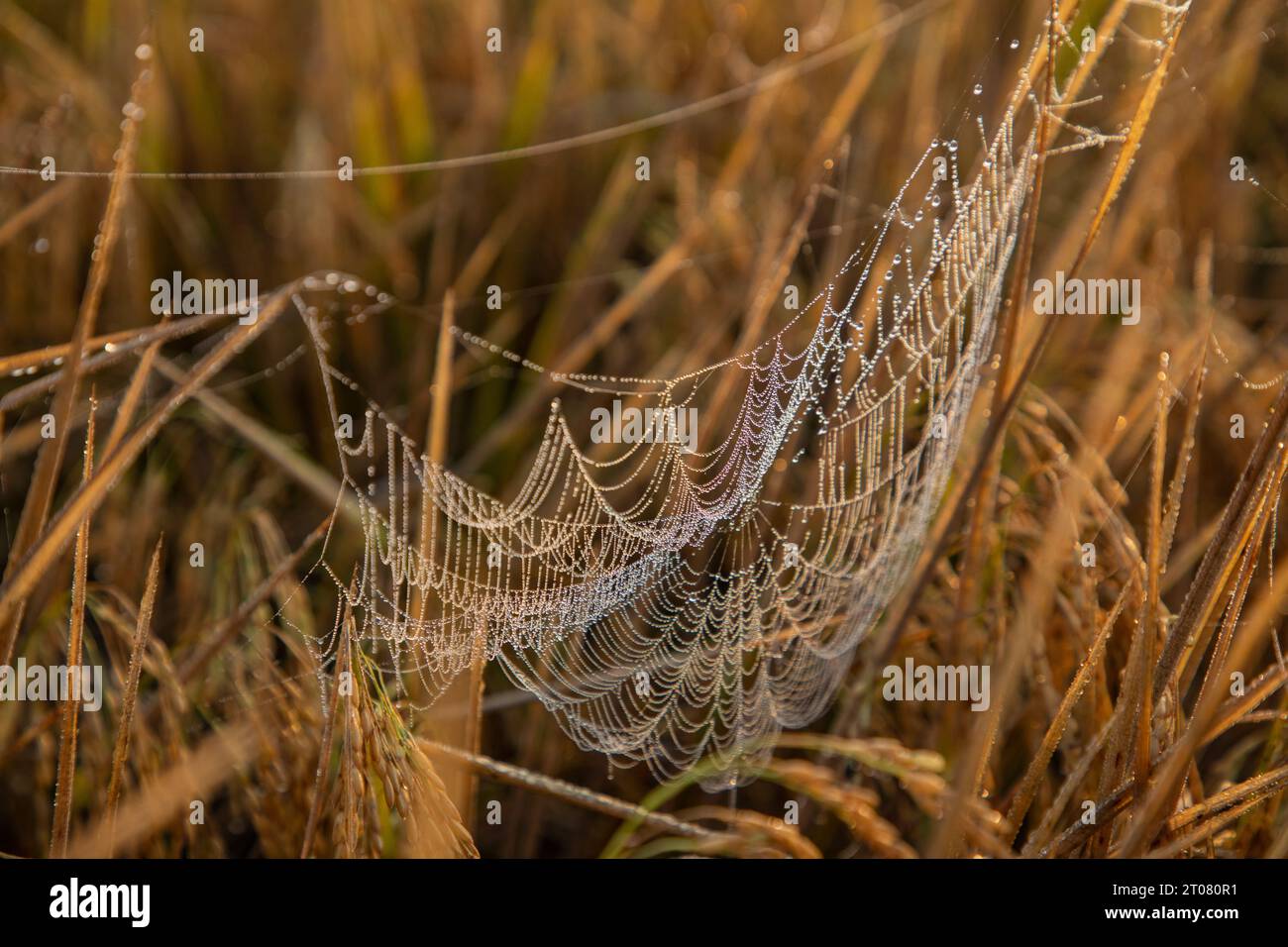 Fog on paddy hi-res stock photography and images - Alamy