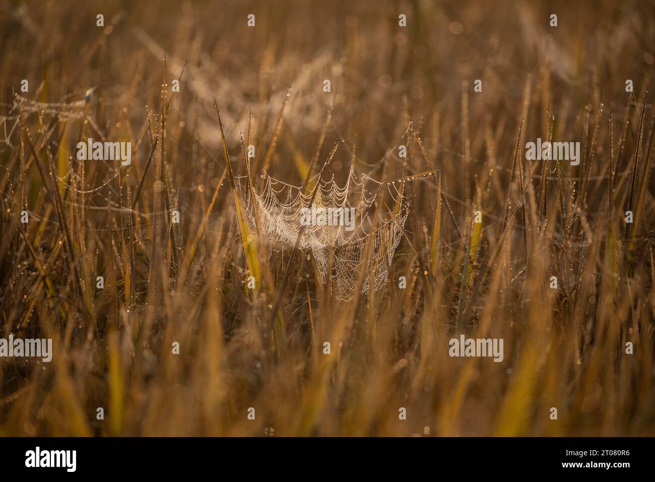 Dewdrops on the spider nets in a paddy field in winter morning. Jashore ...