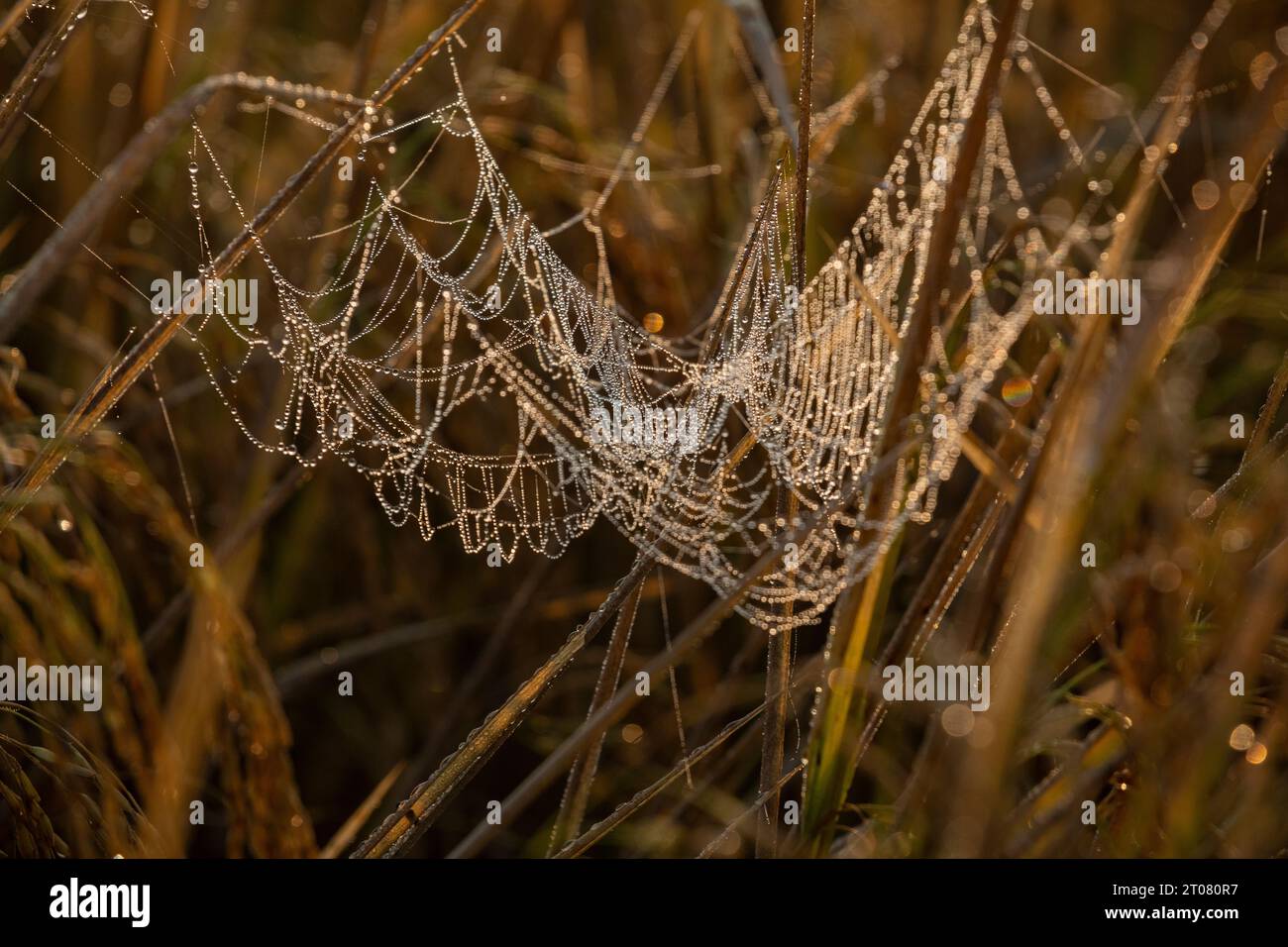Dewdrops on the spider nets in a paddy field in winter morning. Jashore ...