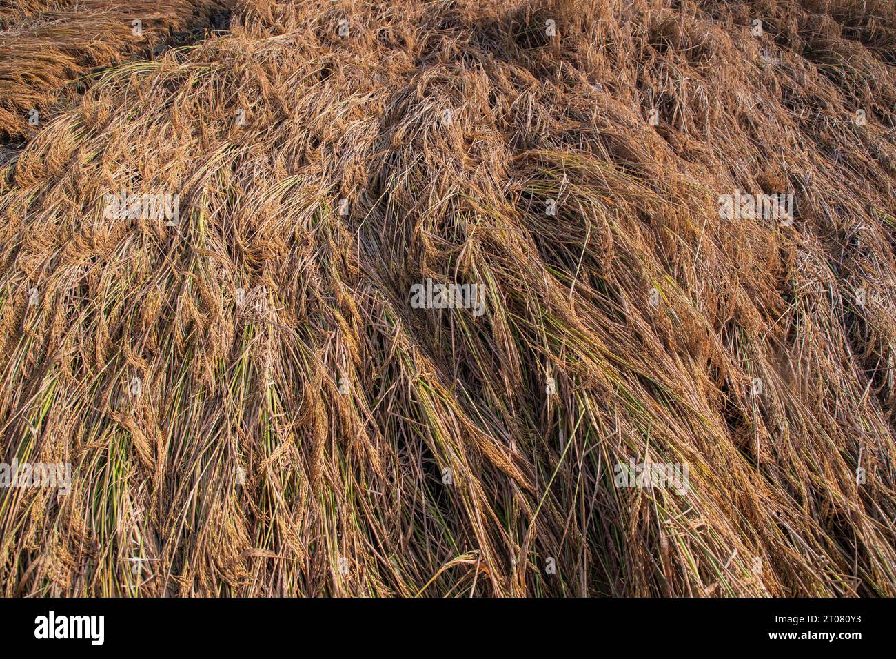 A paddy field fallen by storm in Jashore, Bangladesh Stock Photo - Alamy