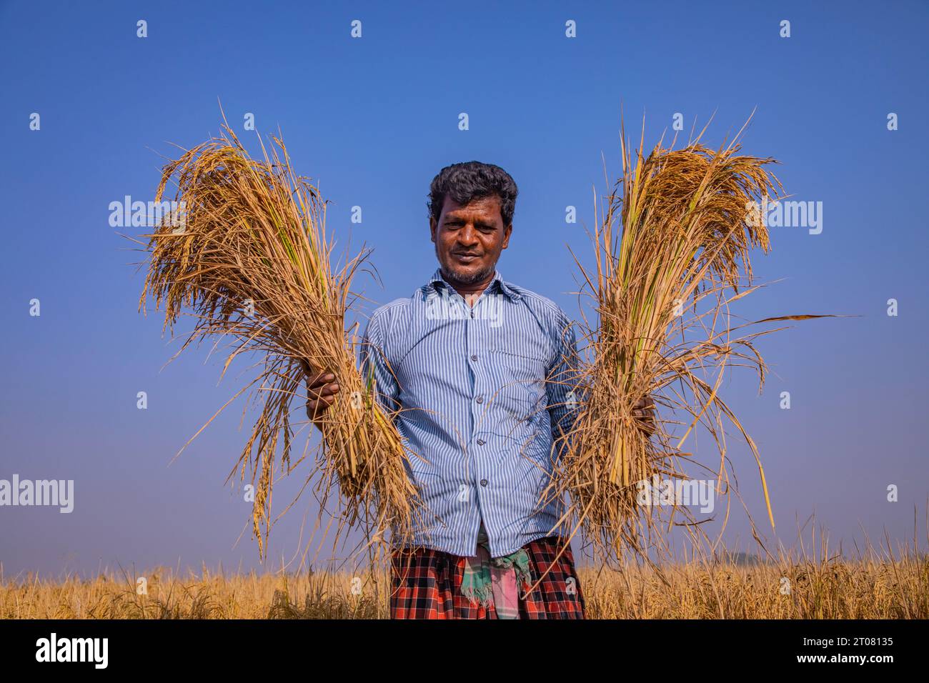 Paddy sheaf hi-res stock photography and images - Alamy