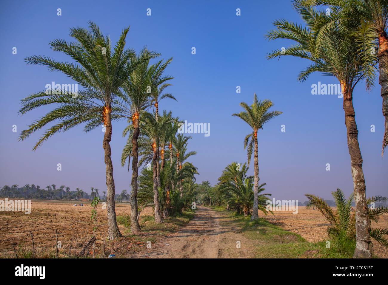 Date trees both side of a rural pathway at a village at Jashore ...