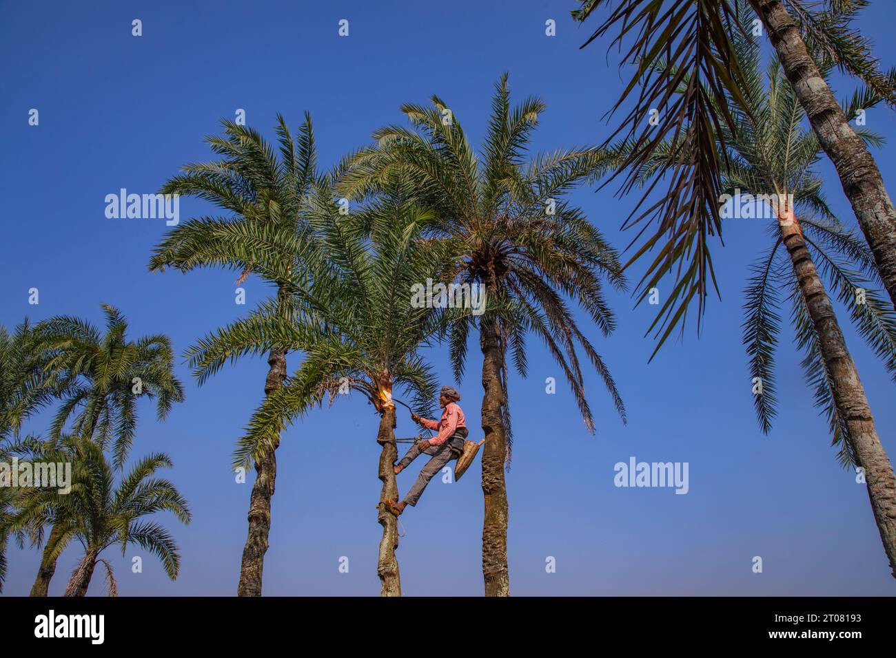 A farmer cutting a date tree to collect Date Juice at village in ...