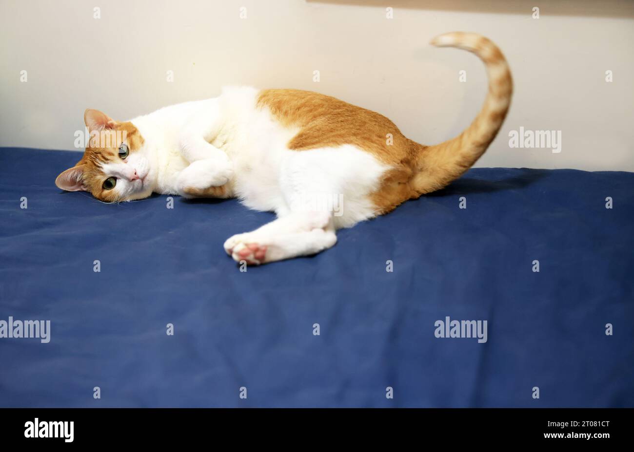 Tail throw hi-res stock photography and images - Alamy