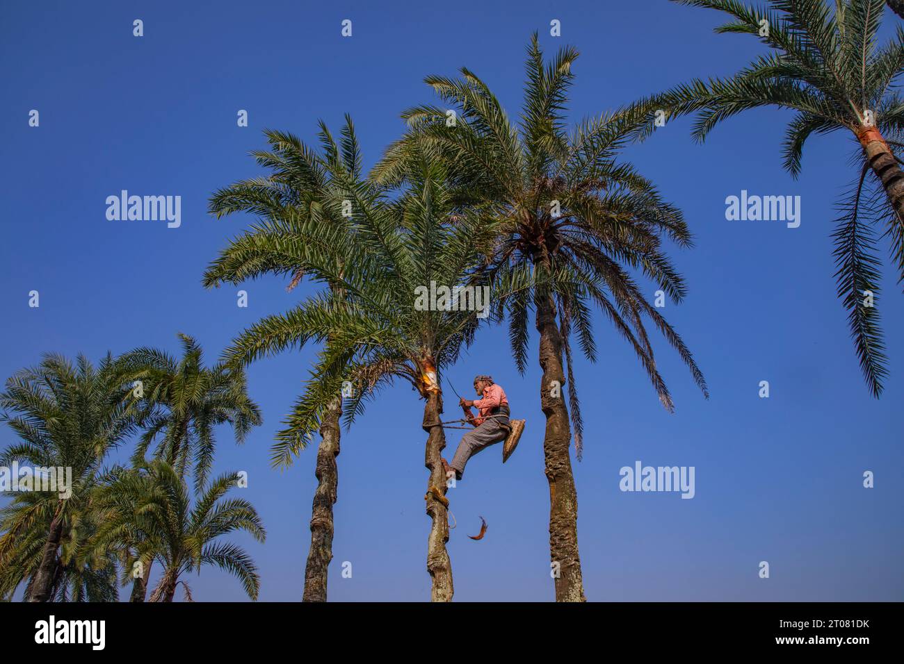 A farmer cutting a date tree to collect Date Juice at village in ...