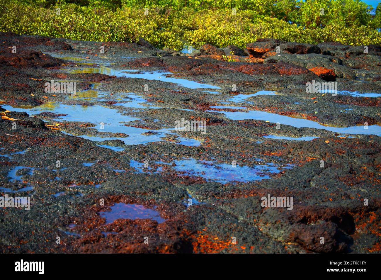 Red colored tidal pools reflecting the blue sky next to mangroves Stock ...