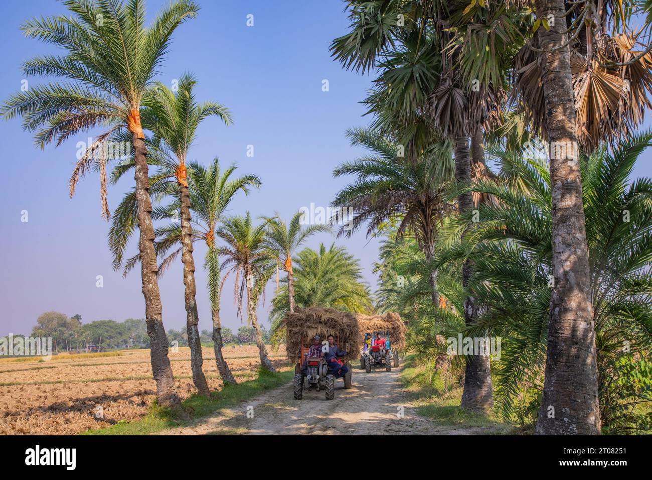 Farmers carry paddy sheaves on tractor at Jashore, Bangladesh Stock ...