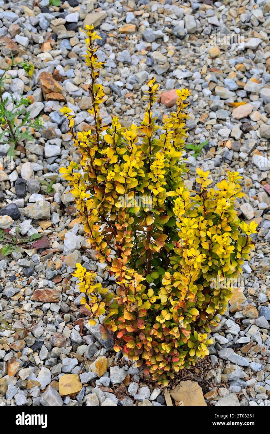 Berberis Thunbergii variety 'Maria' with bright yellow leaves and ...