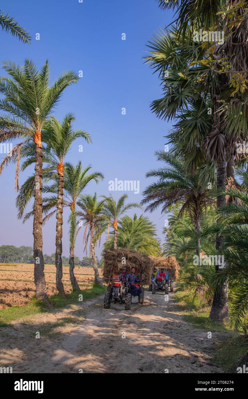 Farmers carry paddy sheaves on tractor at Jashore, Bangladesh Stock ...