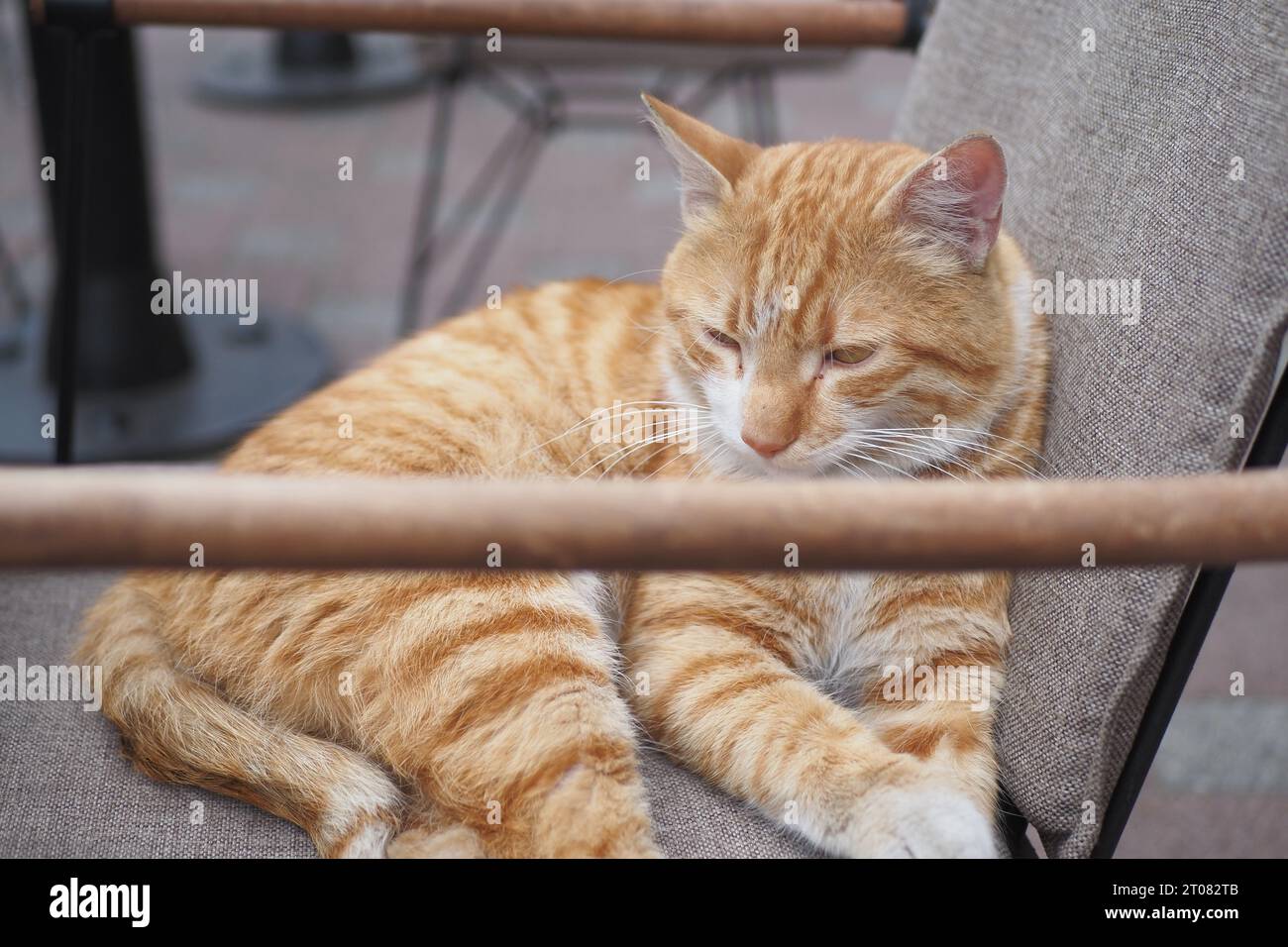 red cat looking around outdoor Stock Photo - Alamy