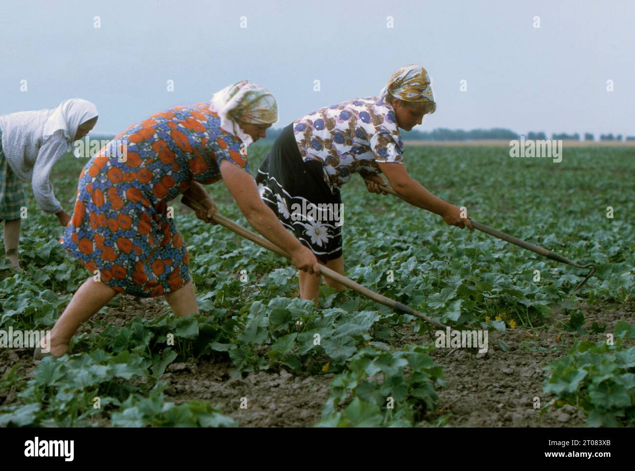 Sovkhoz hi-res stock photography and images - Alamy