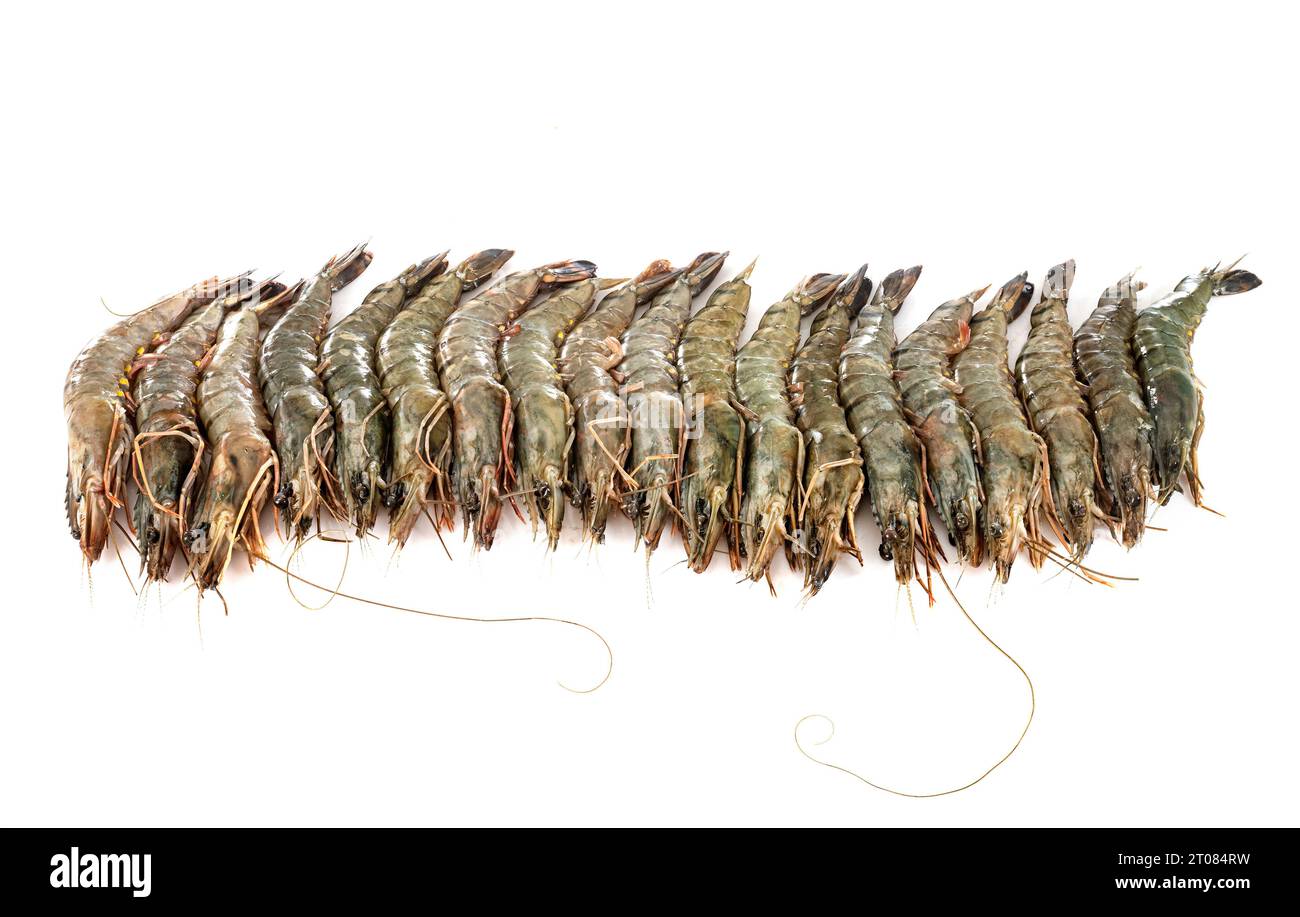 king prawn in front of white background Stock Photo - Alamy