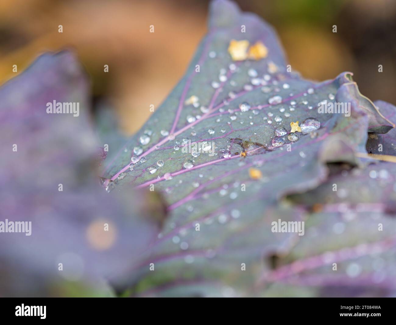Close up of endless field with green leaves and purple veins of red ...