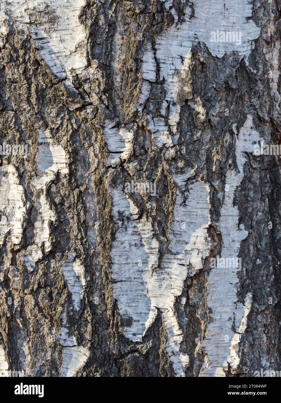Birch bark texture. The texture of the birch bark. Birch bark ...