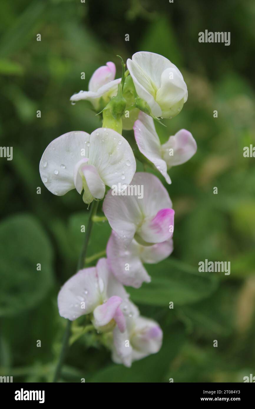 Sweet Pea Flower Watered Stock Photo - Alamy