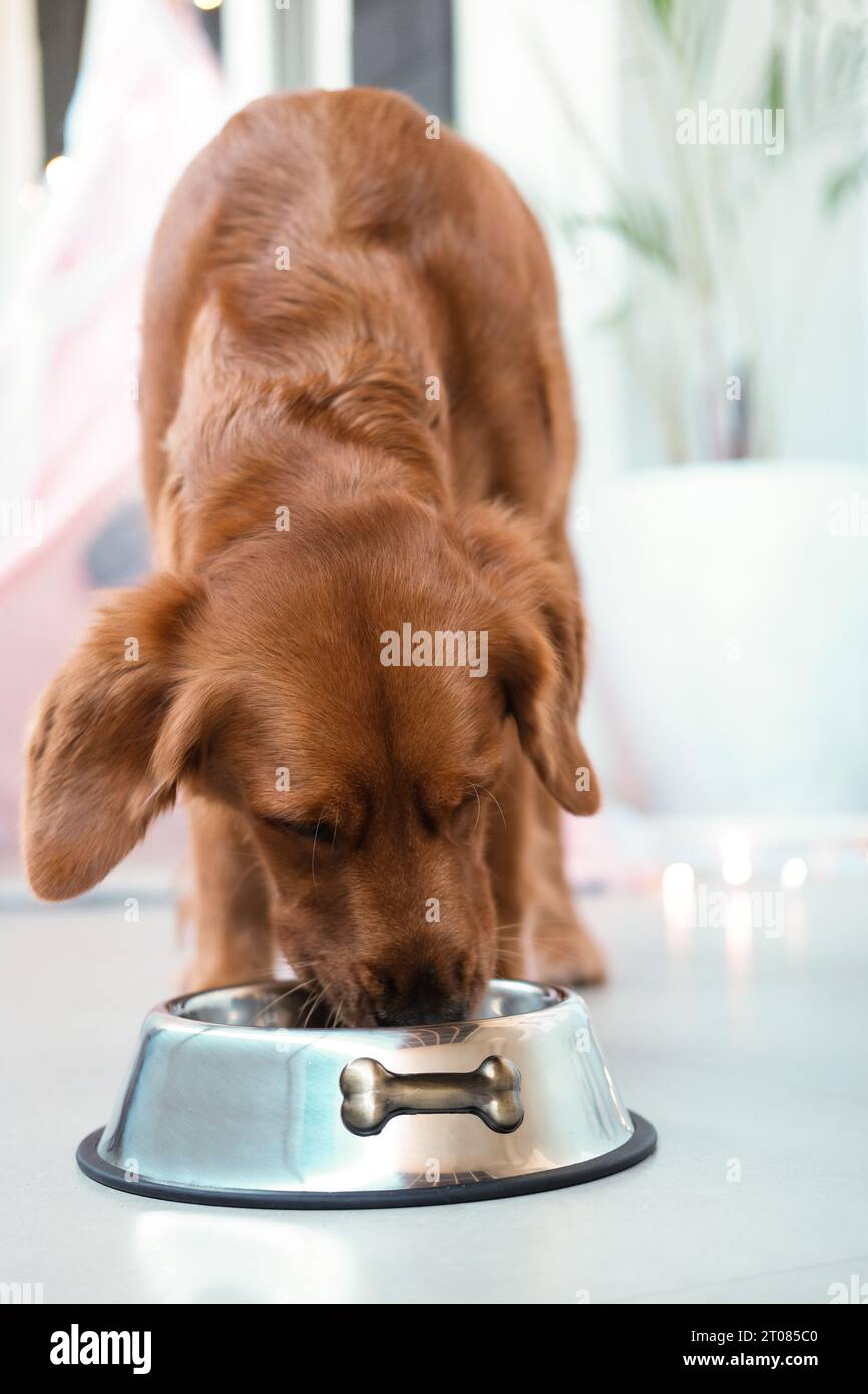 A vertical photo of a dog eating dry food from its bowl. Balanced food ...
