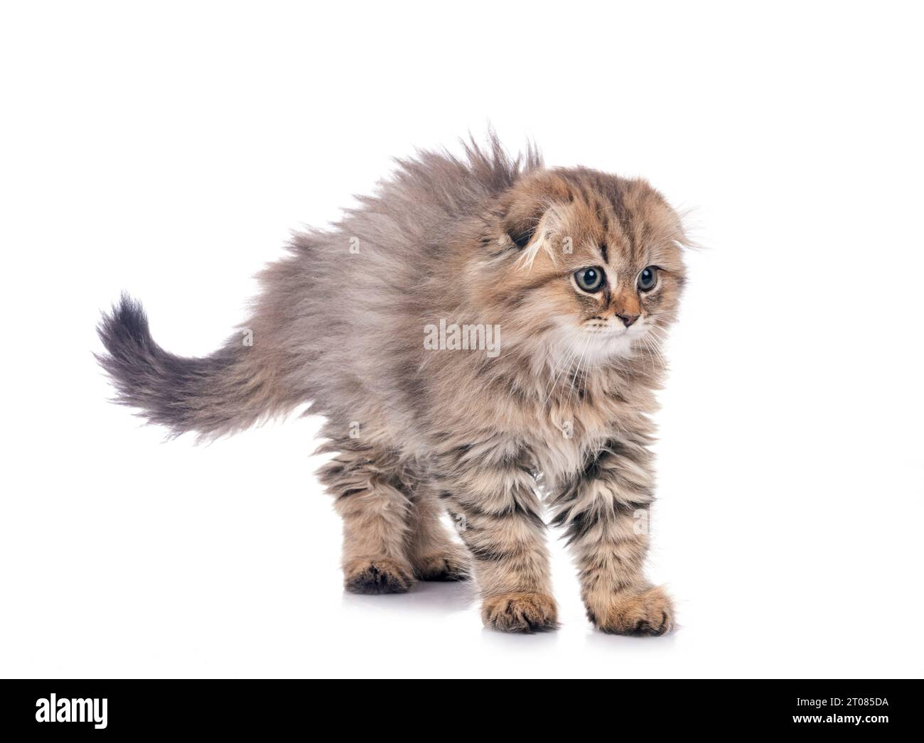 Longhair highland scottish fold hi-res stock photography and images - Alamy