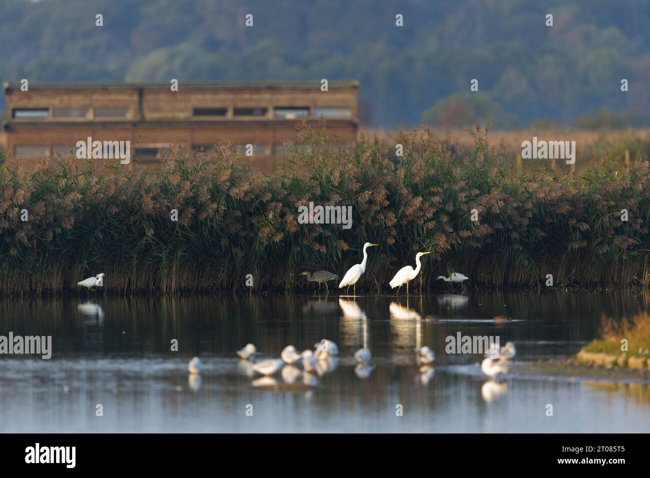 Great egret Ardea alba, 2 adults, Little egret Egretta garzetta, 2 ...