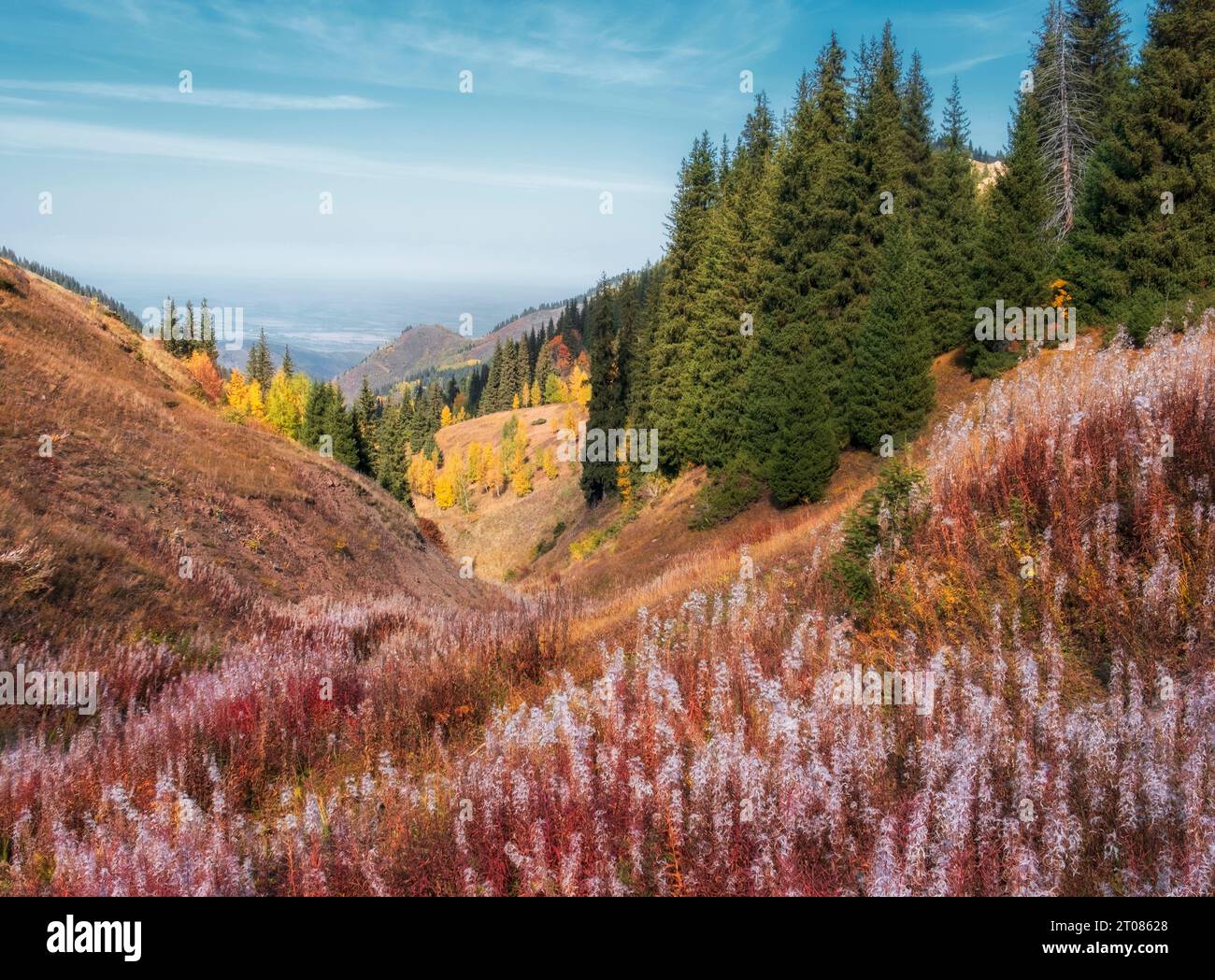 Beautiful mountain autumn landscape with fluffy fireweed and colorful ...